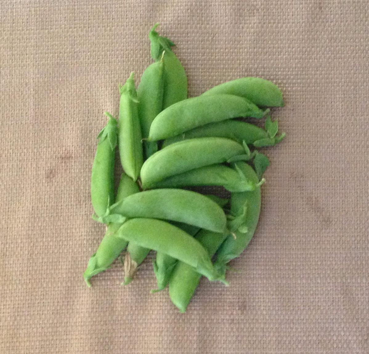 Snap Peas – Ever Green Farm CSA