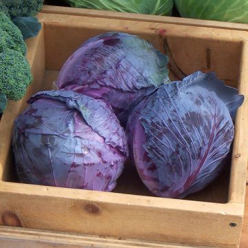 Red Cabbage – Ever Green Farm CSA