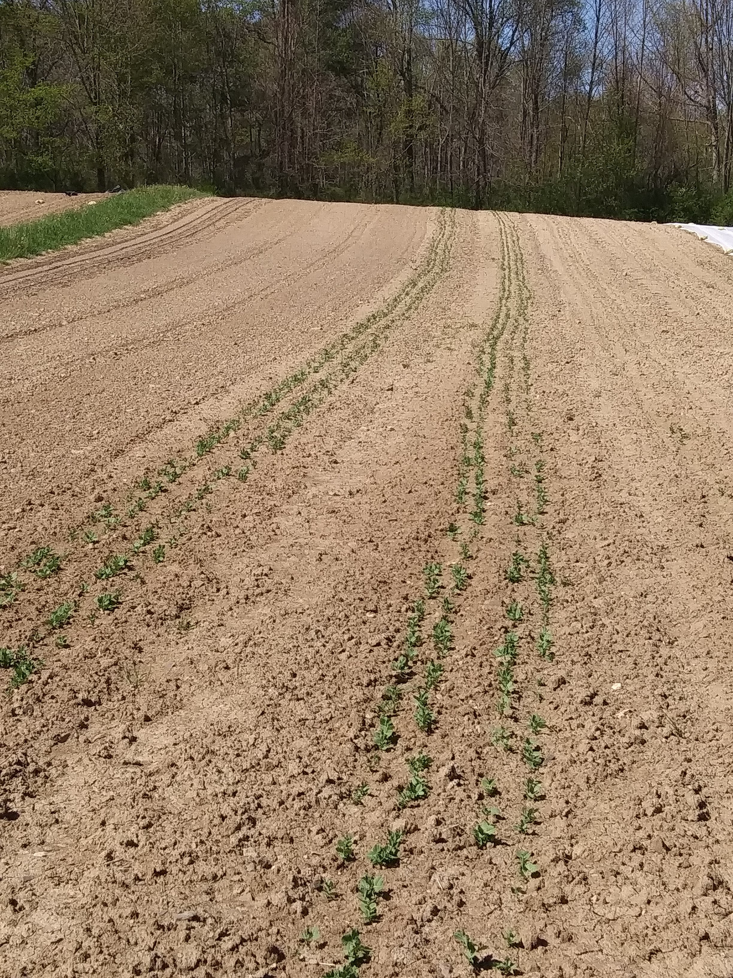 snow-pea-planting – Ever Green Farm CSA