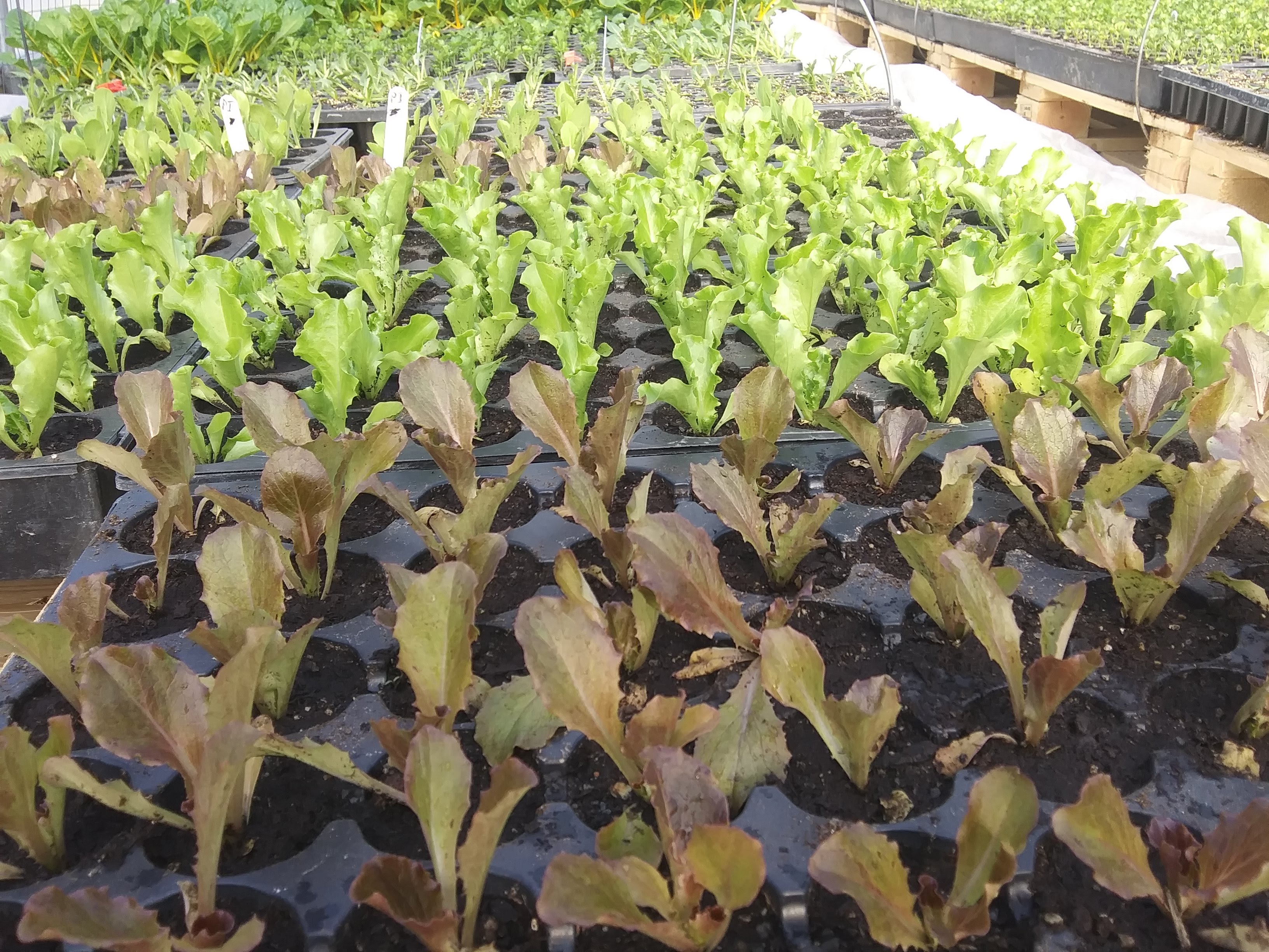 lettuce seedlings – Ever Green Farm CSA