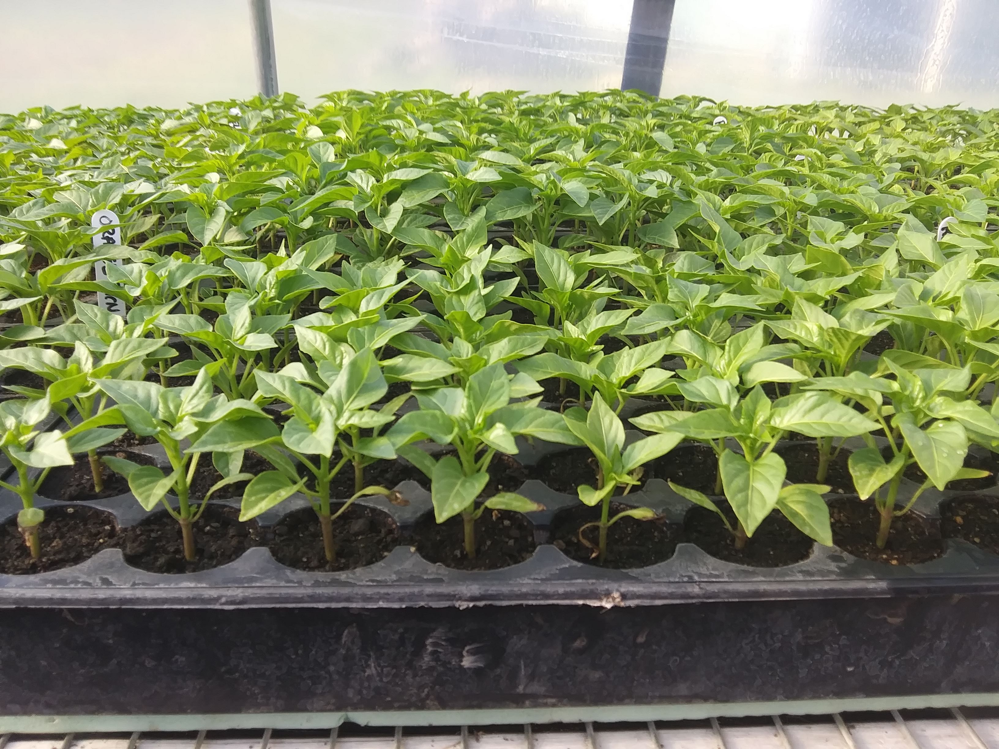 pepper seedlings – Ever Green Farm CSA