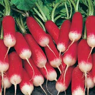 radish – nelson – Ever Green Farm CSA